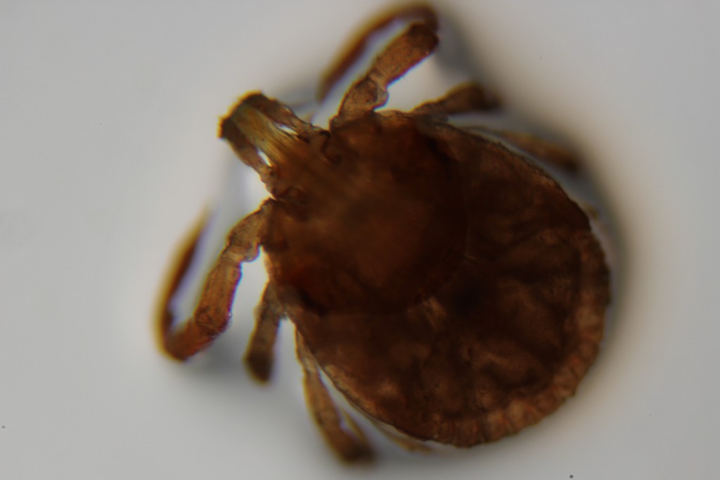 “seed ticks” – Abe Tucker