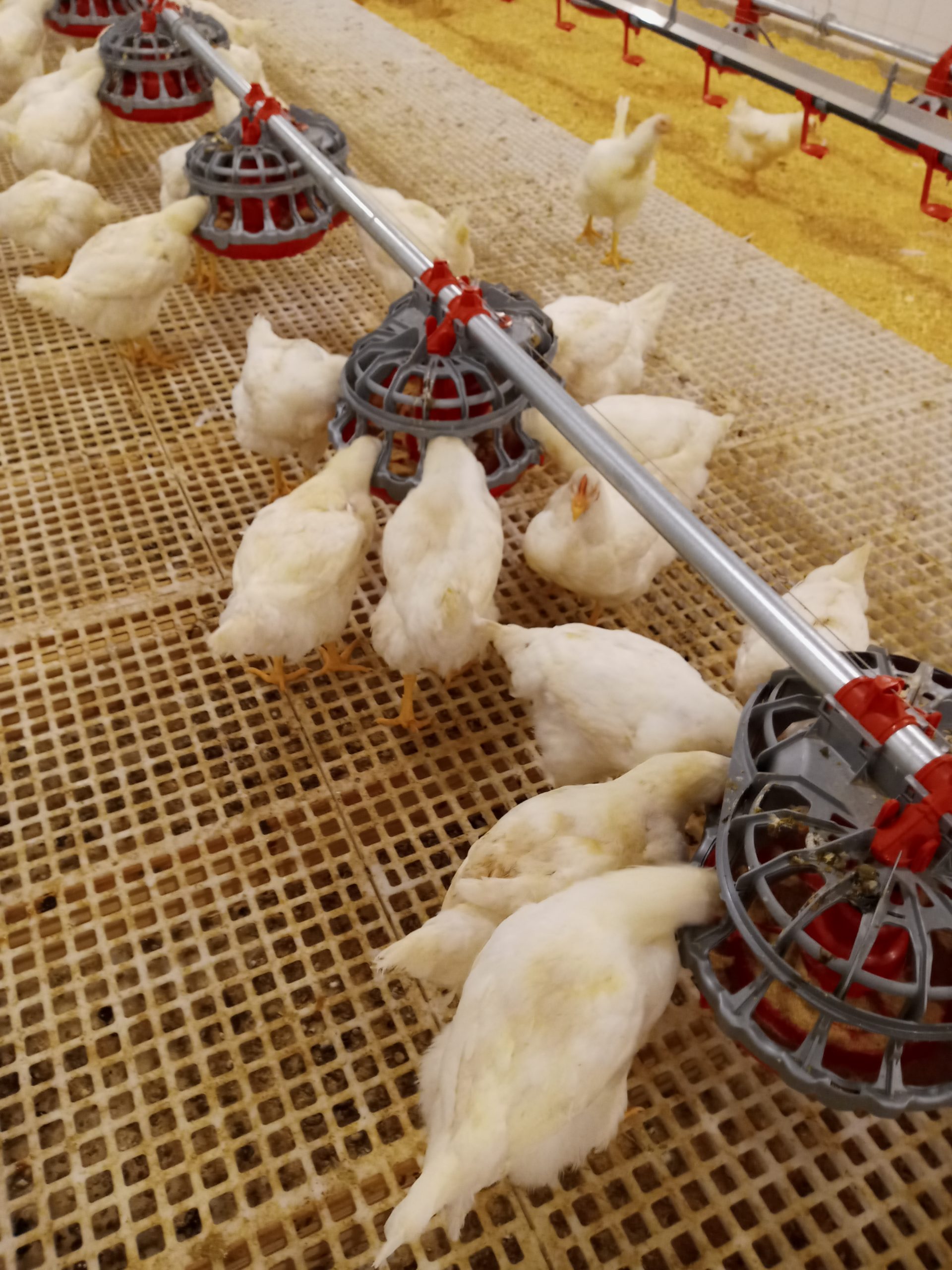 About – Poultry Science at Southern Arkansas University (SAU)