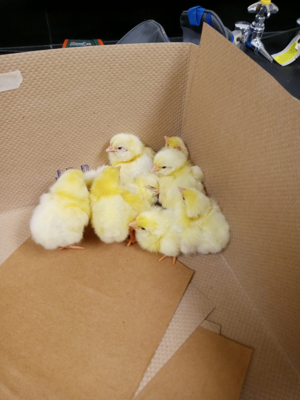 Chick transport and maintenance of chick quality post-hatch – Poultry ...