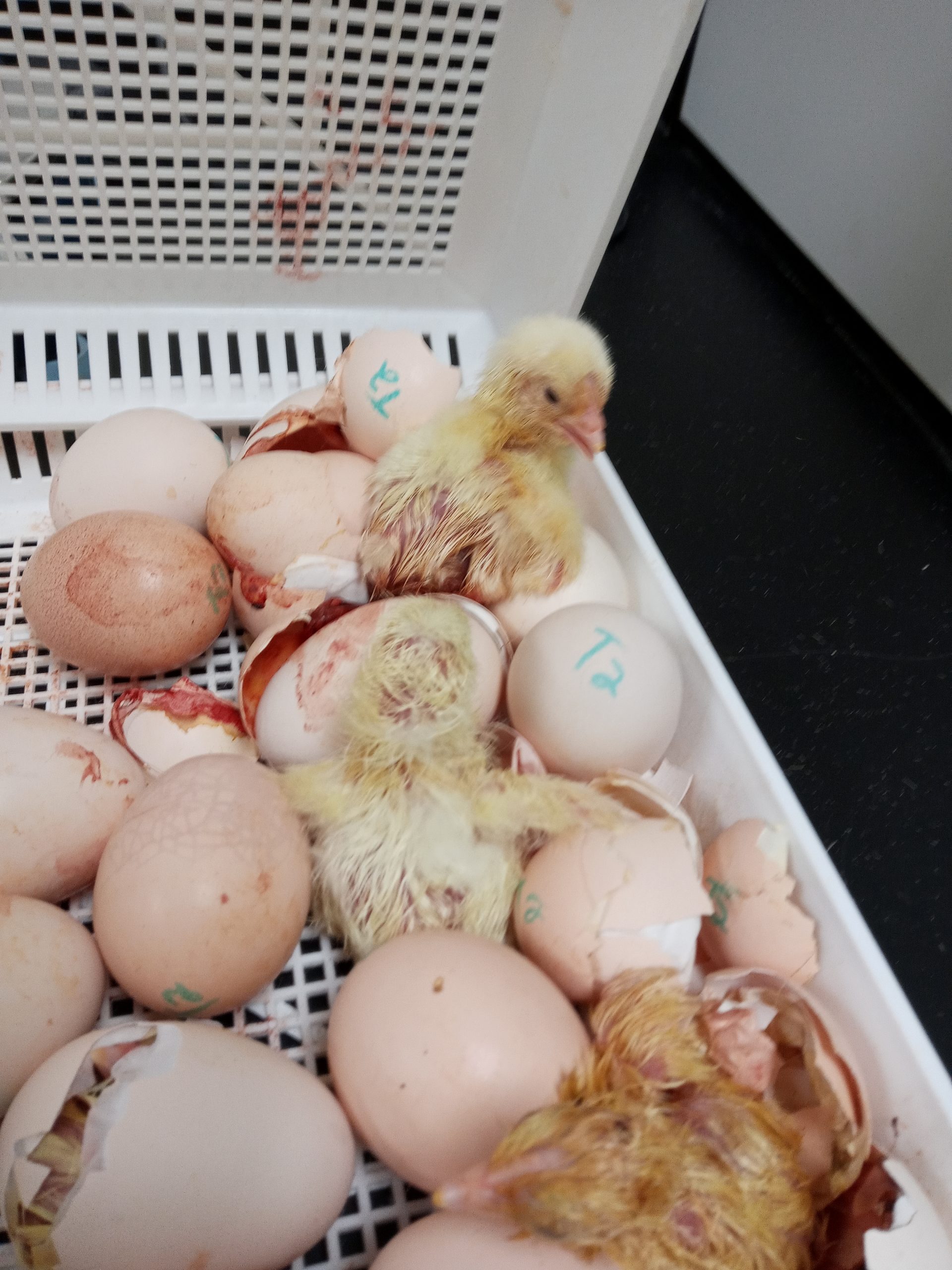 Chick transport and maintenance of chick quality post-hatch – Poultry ...